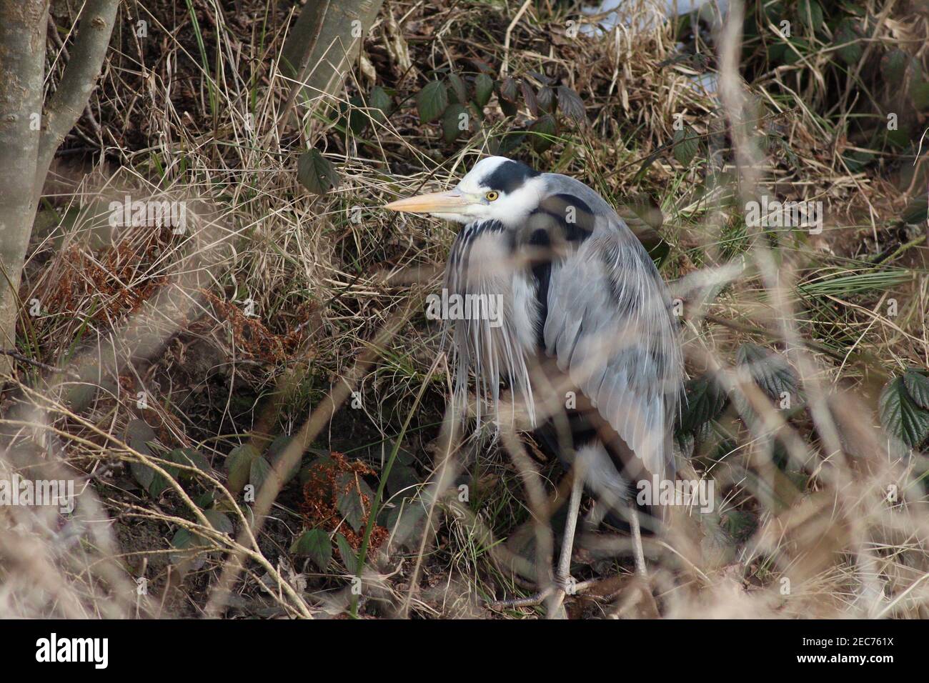 Heron waiting on river hi-res stock photography and images - Alamy
