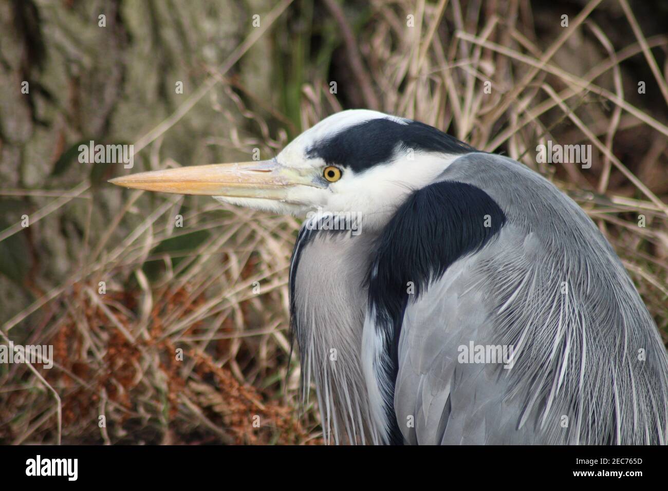 Heron waiting on river hi-res stock photography and images - Alamy