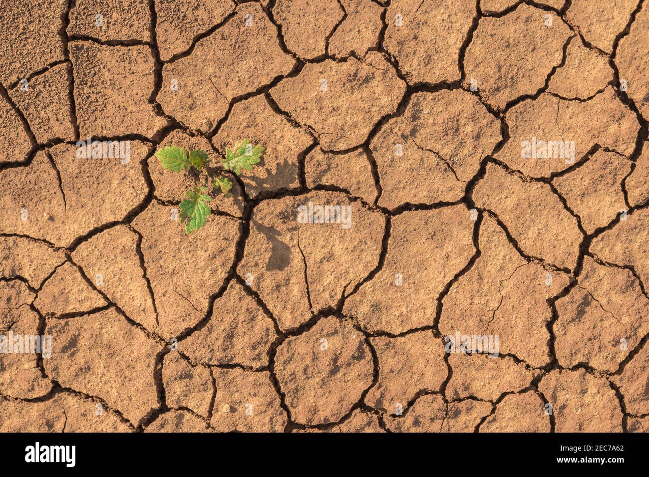 Little green plant growing up in dried desolate land or dry areas. Top ...