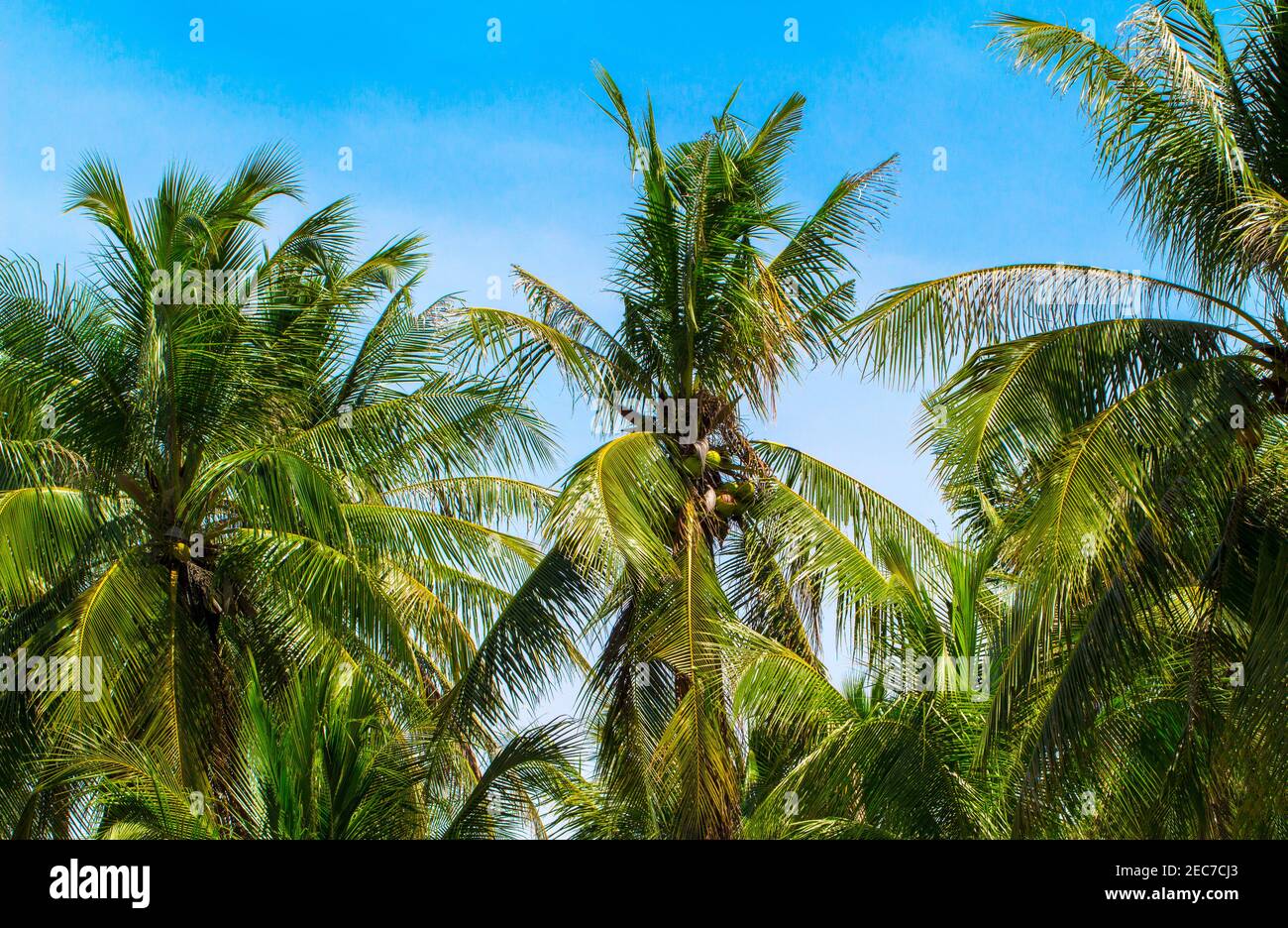 Green coco palm leaves on blue sky background. Coco palms and blue sky ...