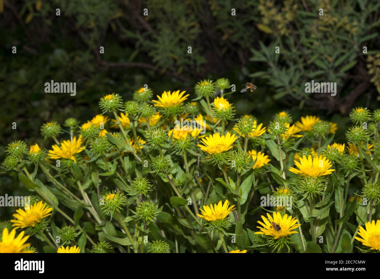 Hairy Gumplant (Grindelia hirsutula Stock Photo - Alamy