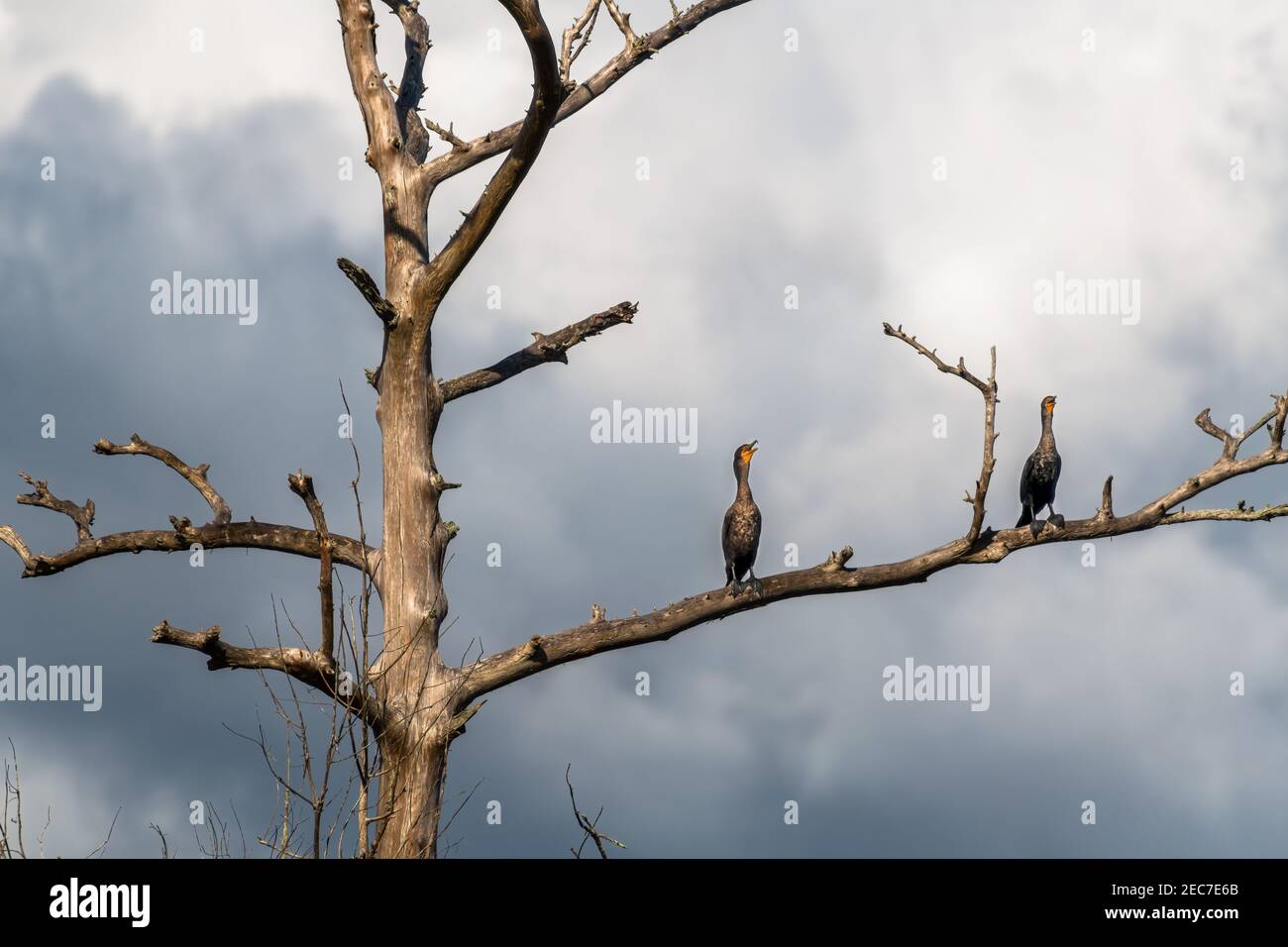 Dead Tree Limb High Resolution Stock Photography and Images - Alamy