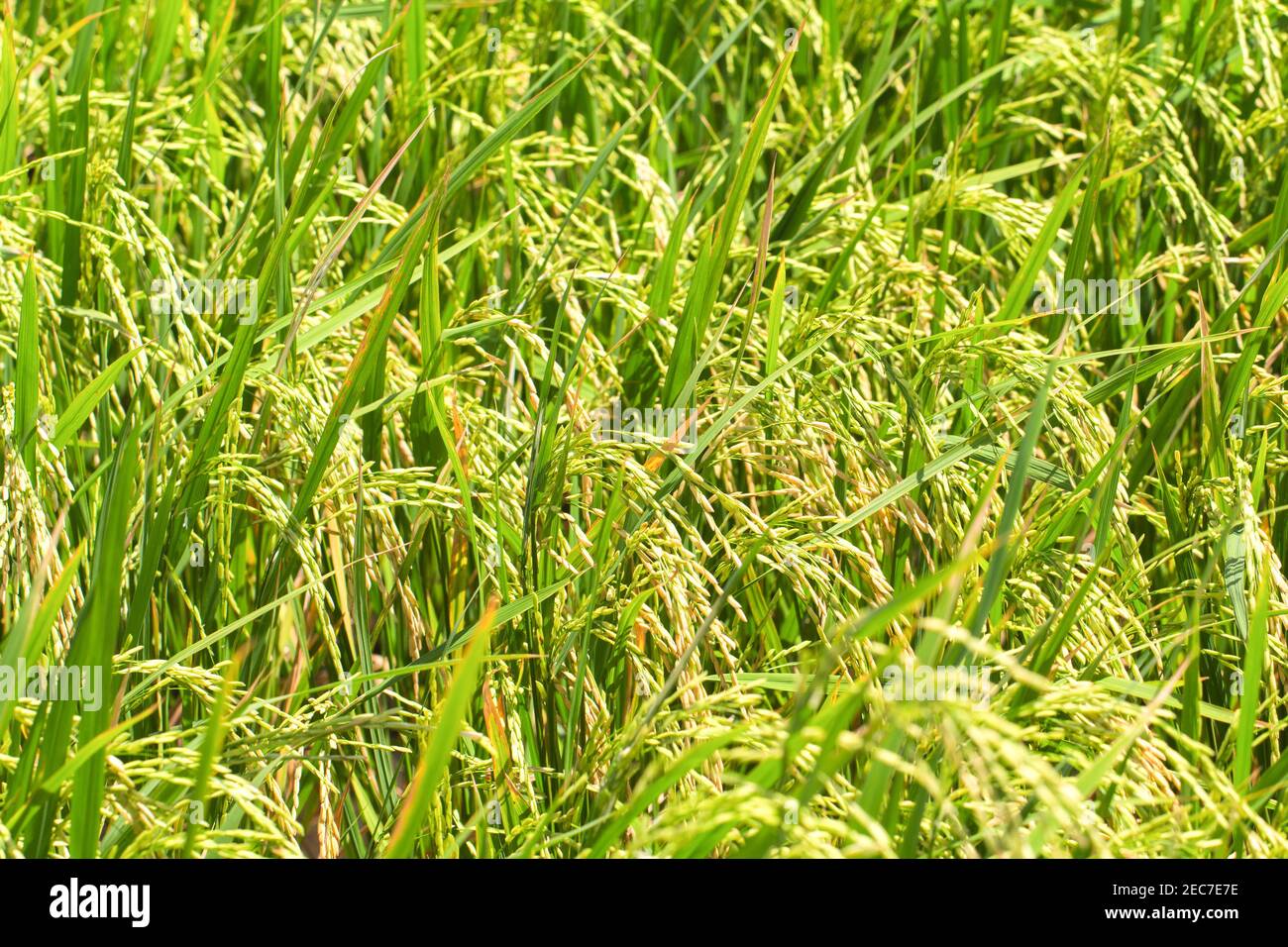 Rice fields macro photo with rice cob and stem. Rice plant closeup ...