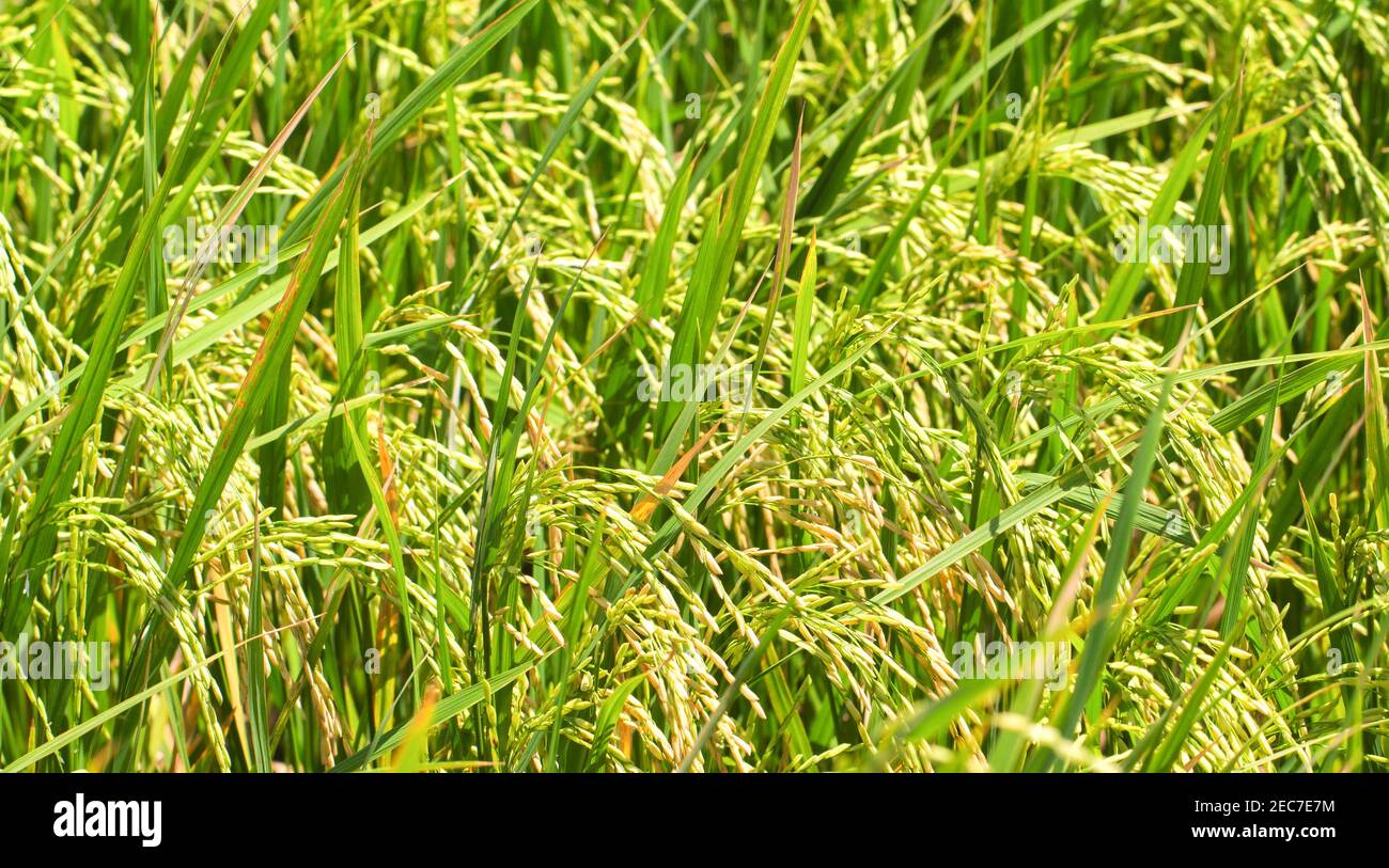 Rice fields closeup photo with rice cob and stem. Rice plant close-up ...