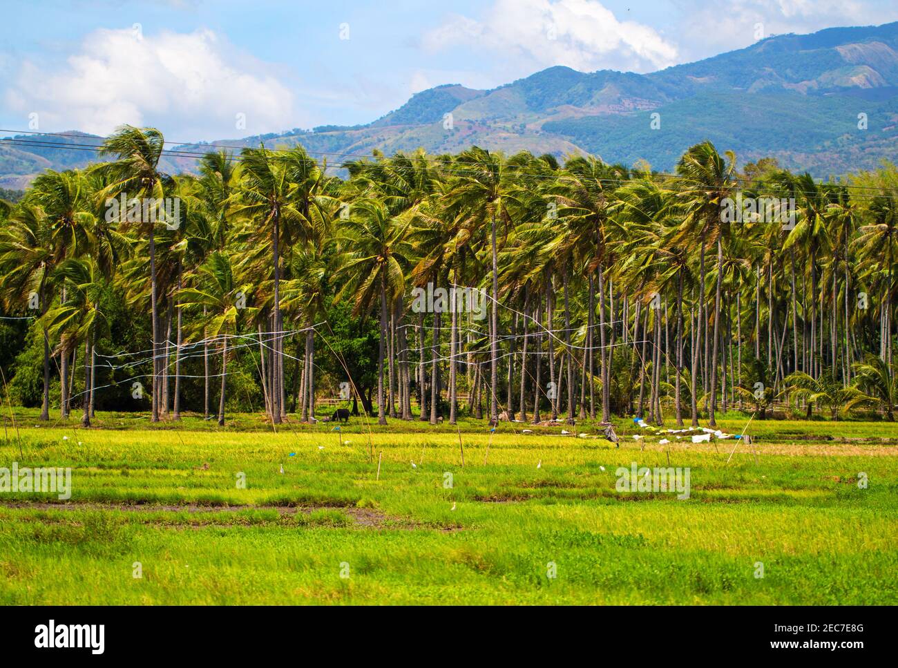 Sunny rice fields with palm tree forest and mountain. Tropical nature ...