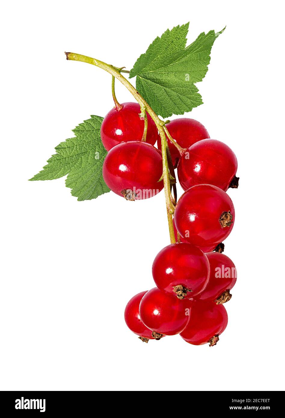 Currant isolated on white background Stock Photo - Alamy