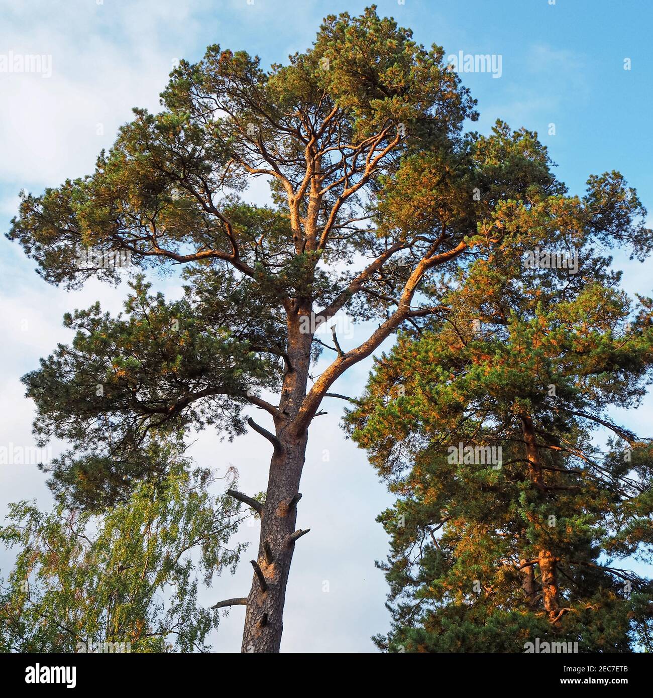 Tall pine trees hi-res stock photography and images - Alamy
