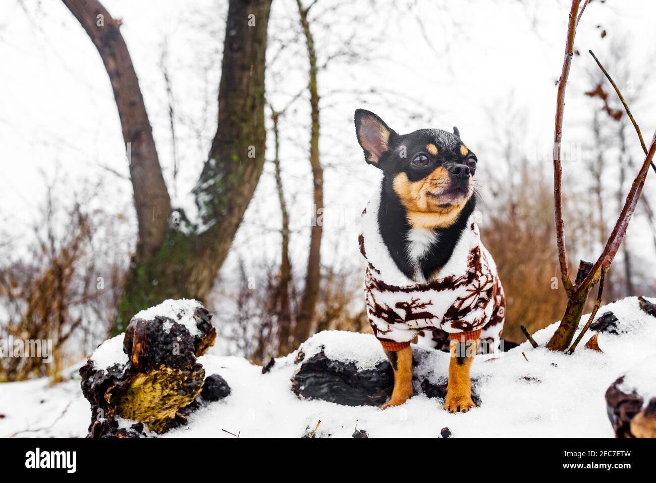 dog in winter clothes. Chihuahua dog in winter overalls for dogs. Snowy ...