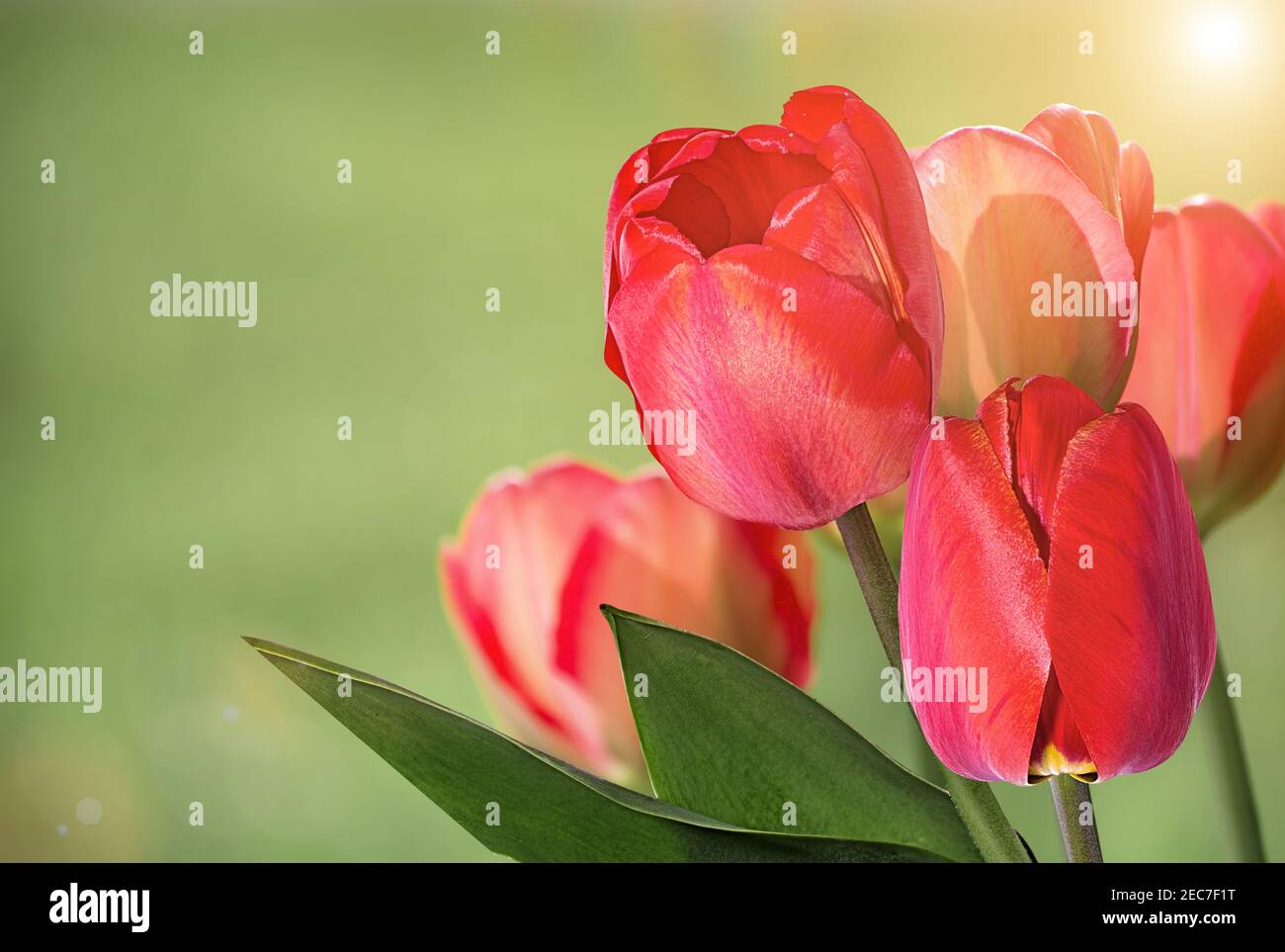 Tulips natural garden blooming hi-res stock photography and images - Alamy