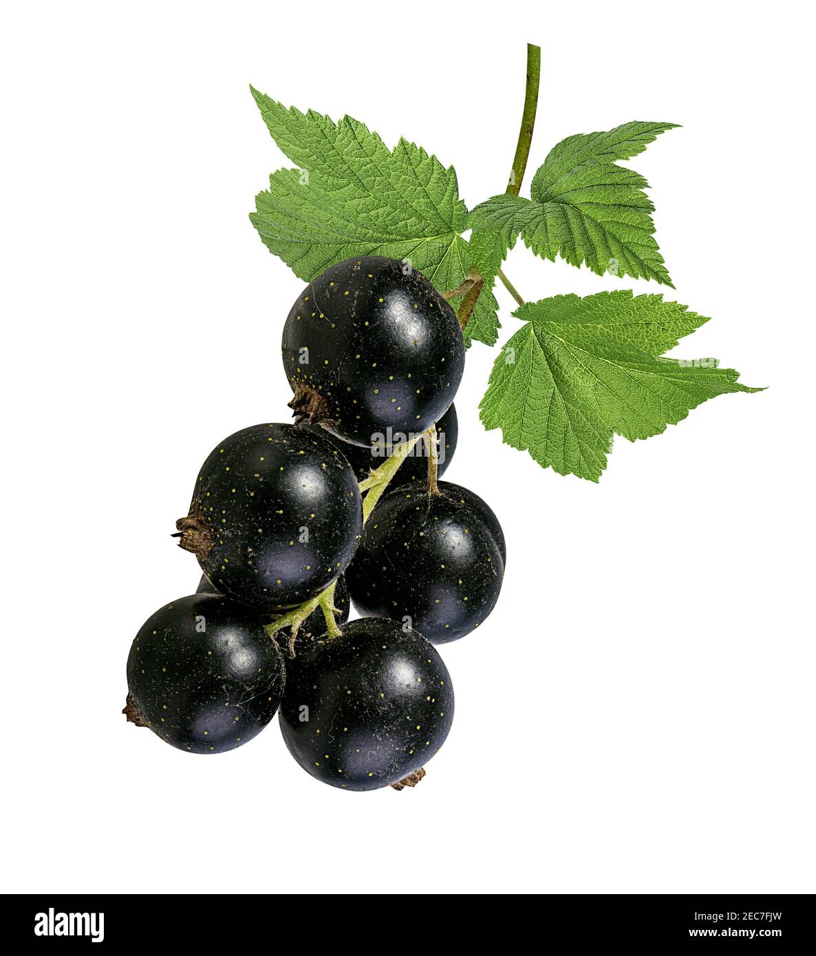 Currant isolated on white background Stock Photo - Alamy
