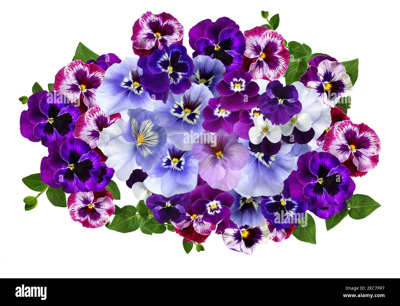Beautiful violet pansies isolated Cut Out Stock Images & Pictures - Alamy