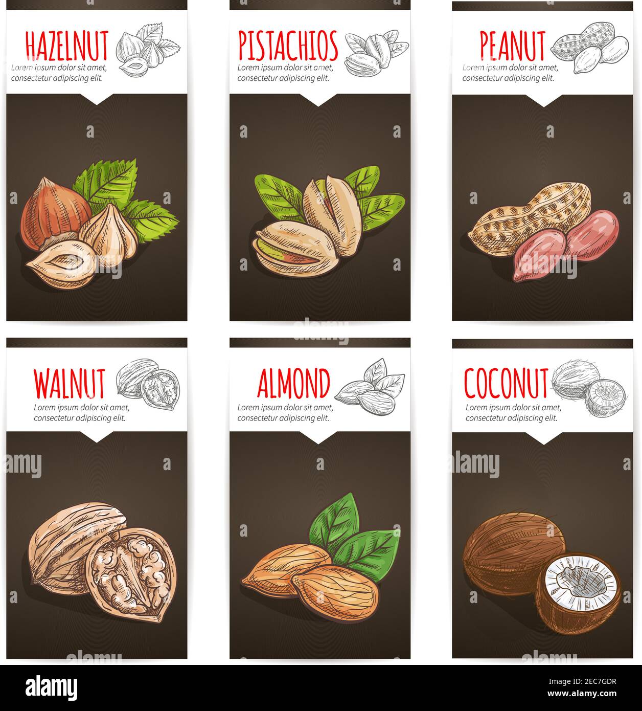 Nuts with titles poster background. Vector sketch icons of plants seeds ...