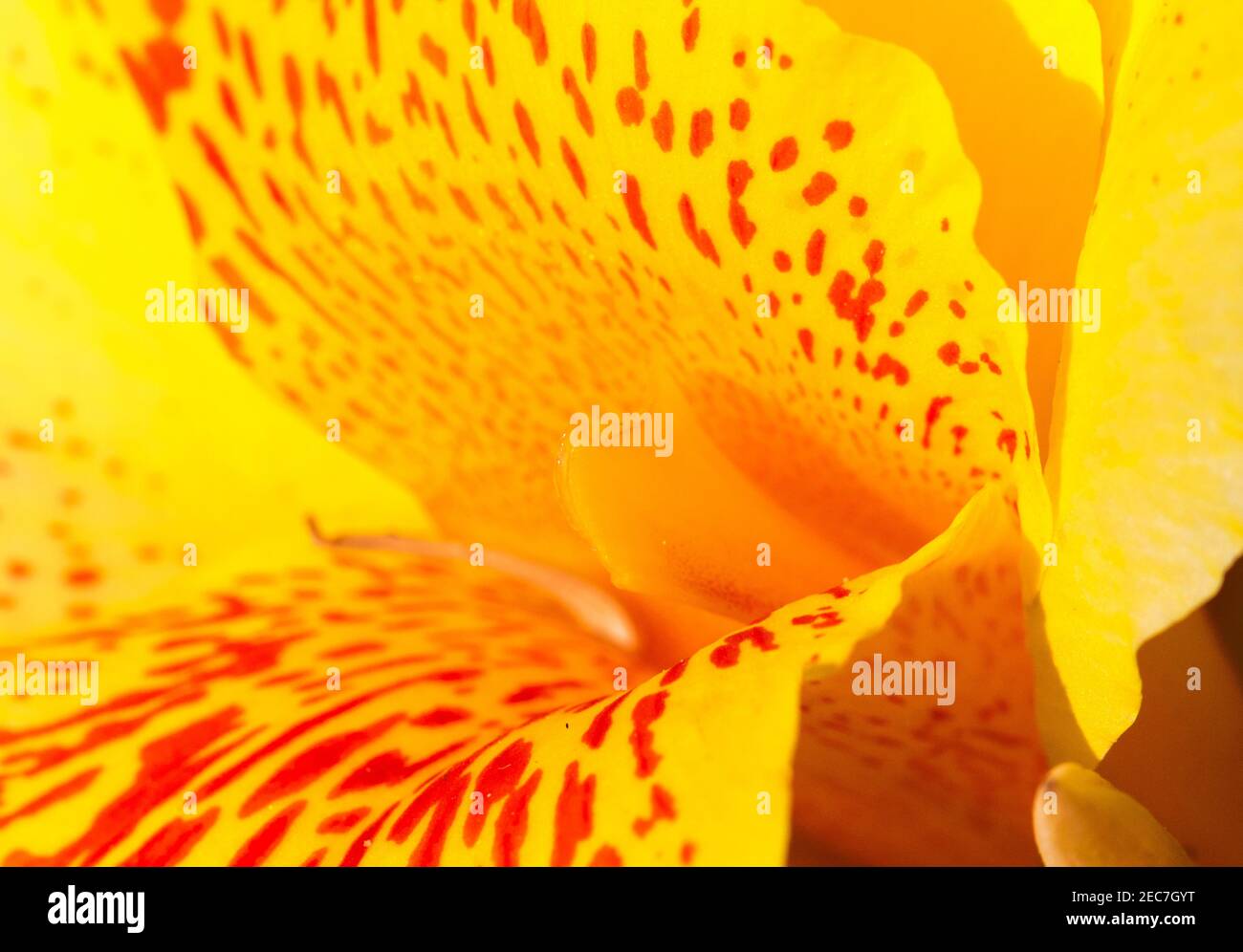 Yellow tropical flower with red dots in center. Canna lily stamen and ...