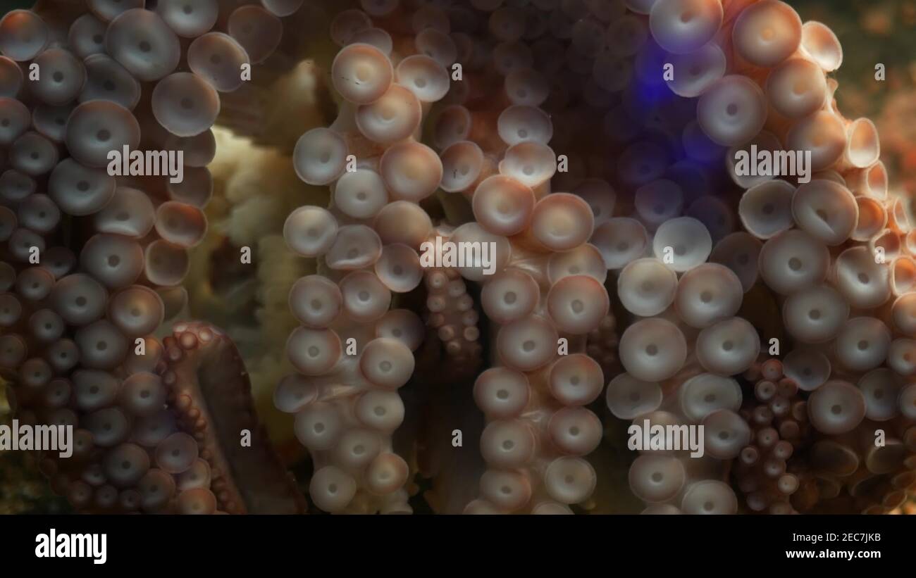 Weird octopus with suckers on arms. Giant squid tentacles macro close ...