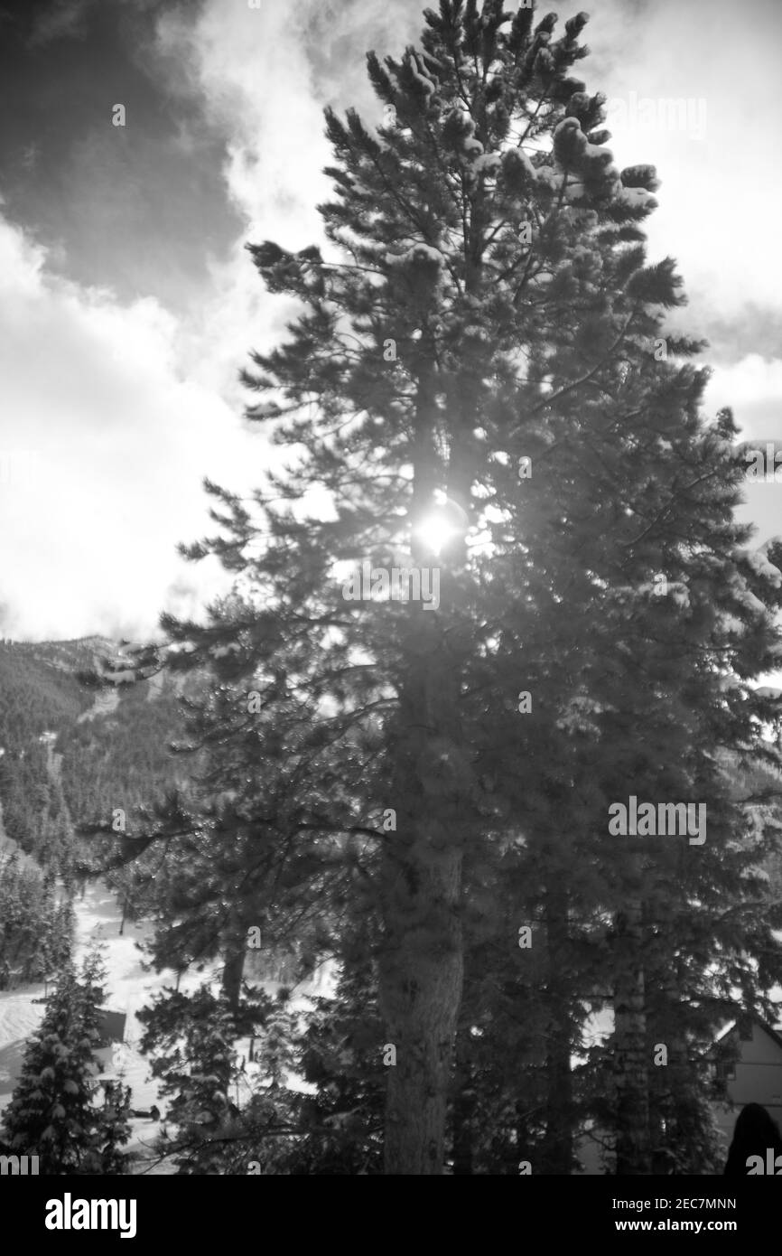 Sun flare through pine tree Stock Photo - Alamy