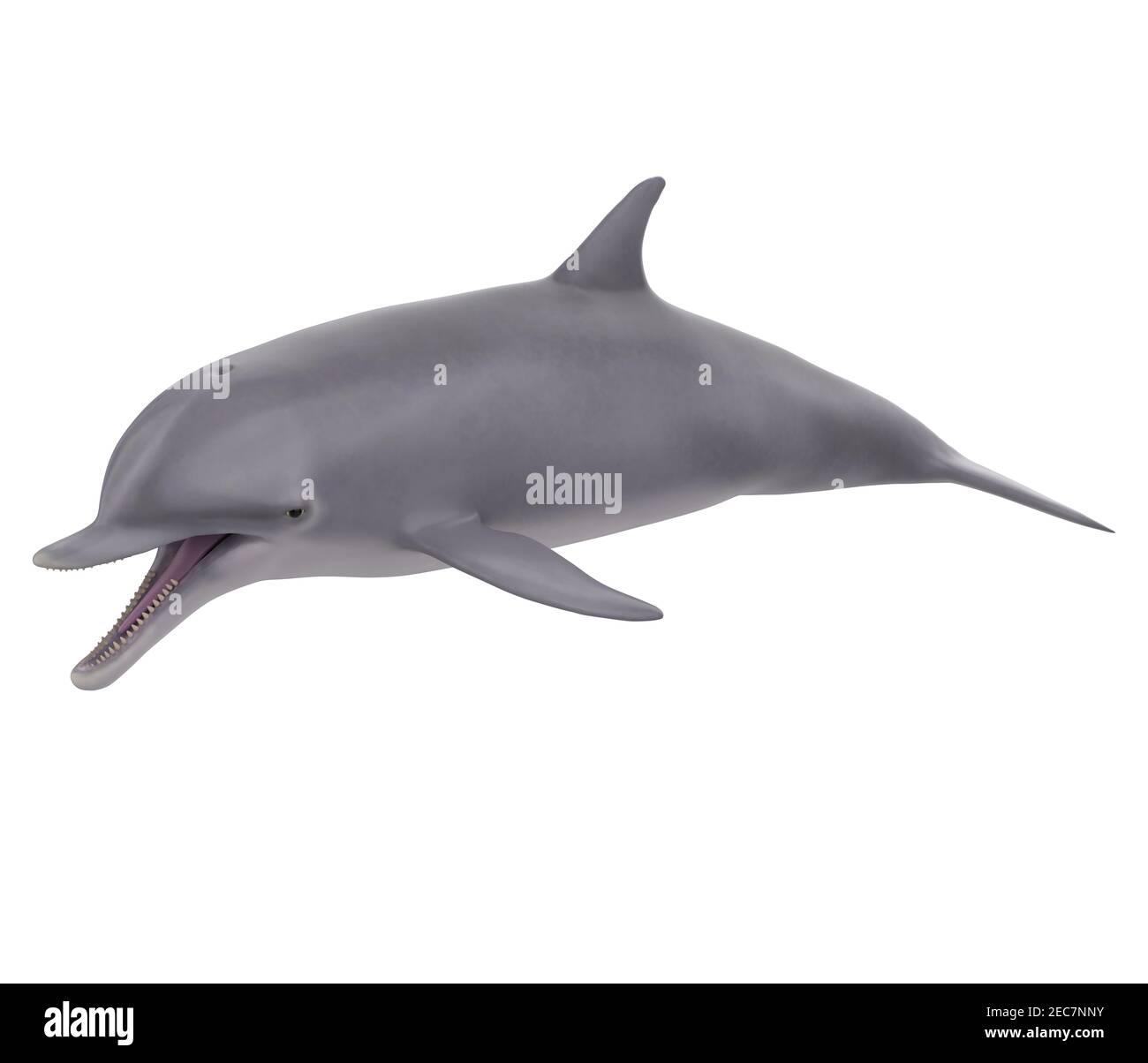 Mammal isolated hi-res stock photography and images - Alamy