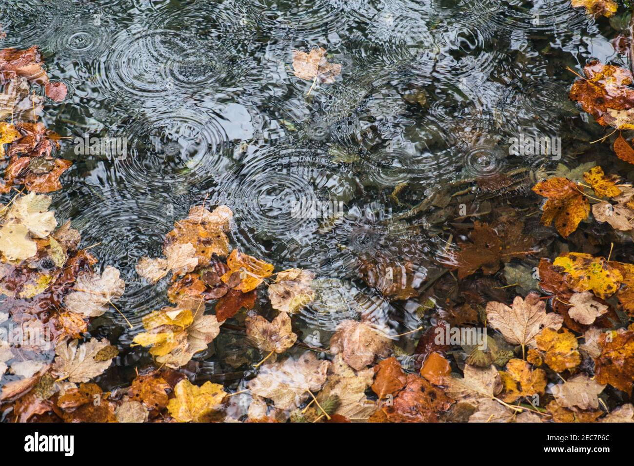 Rain fall hi-res stock photography and images - Alamy