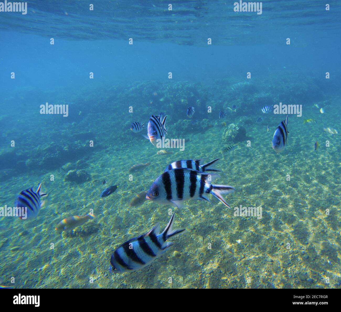 Underwater landscape with exotic fish Dascillus. Blue seawater and sand ...