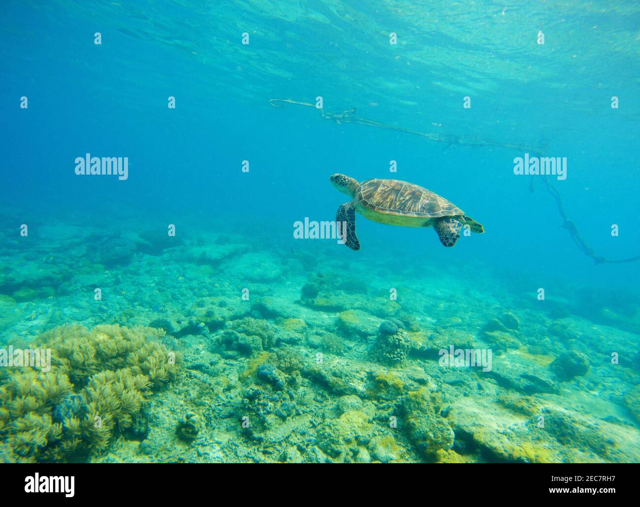 Green turtle in seawater. Snorkeling in tropic lagoon. Wild turtle ...