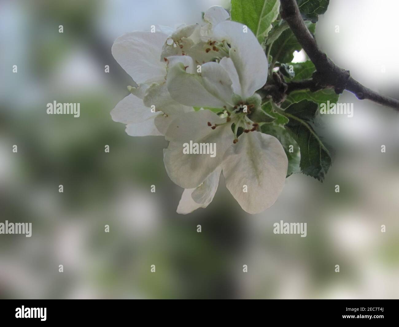 White tender apple tree flowers. Spring background. Selective focus ...