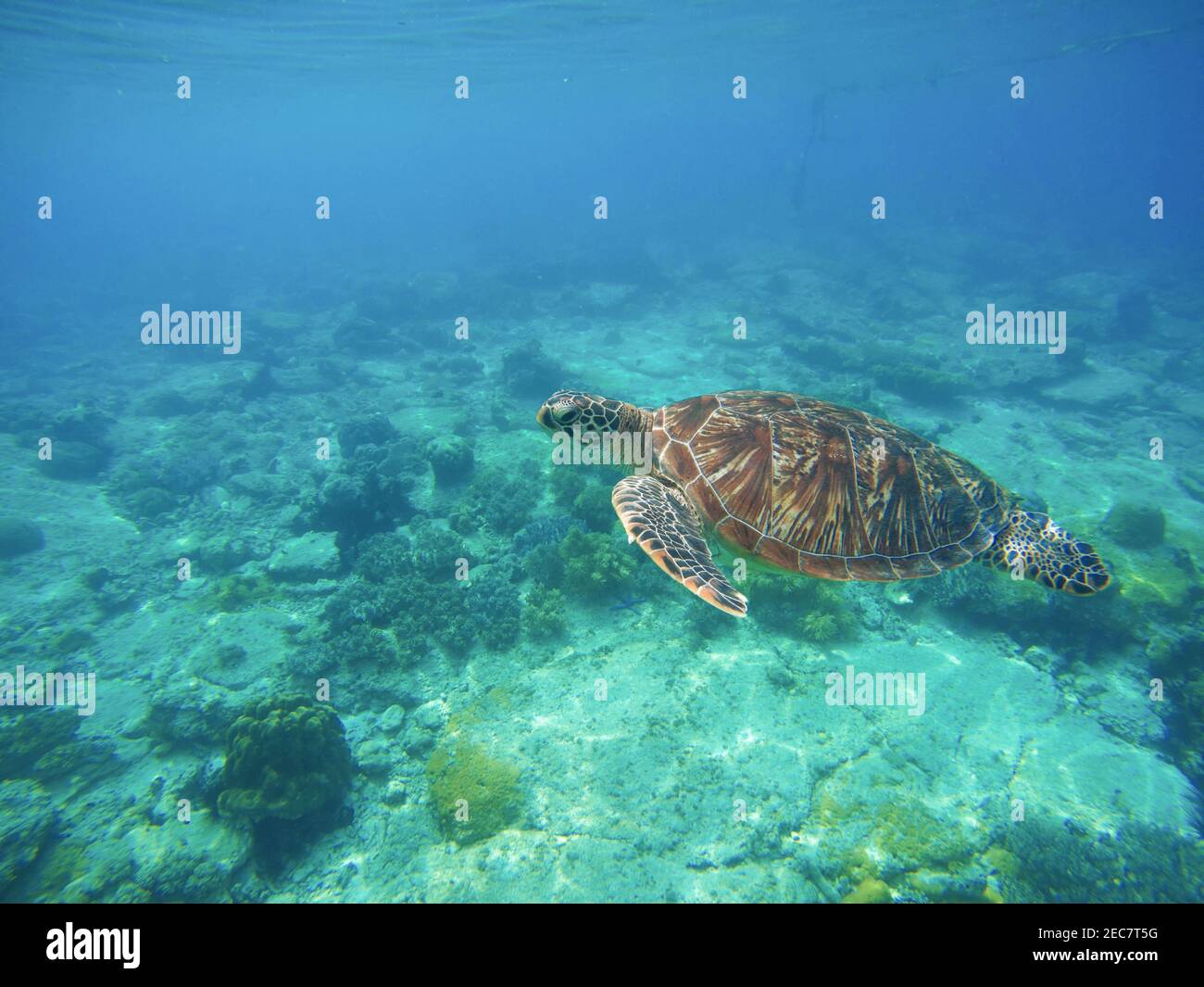 Sea turtle in turquoise blue water. Snorkeling or diving with tortoise ...