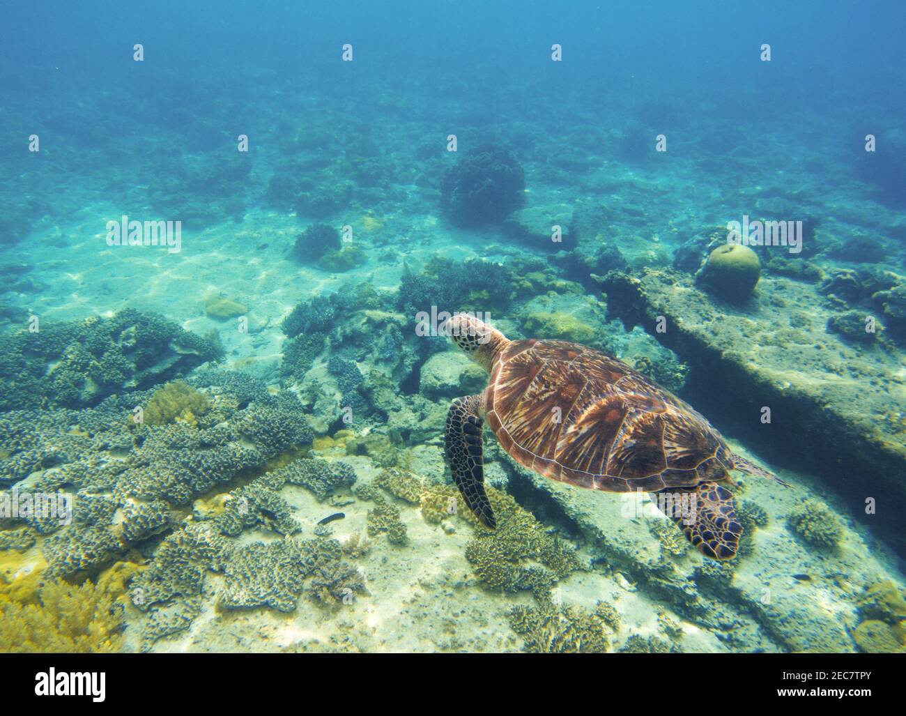 Underwater sea turtle close photo. Green tortoise in blue lagoon ...