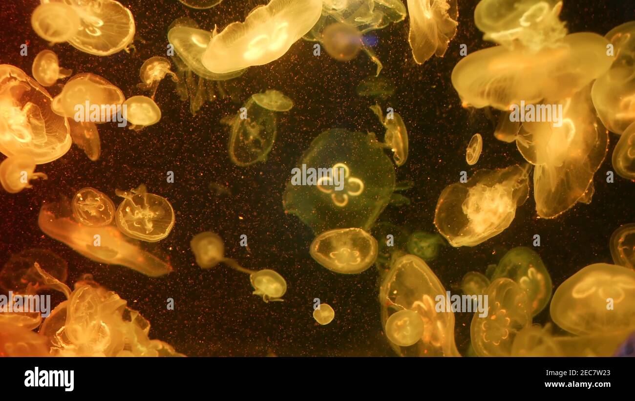 Phosphorescent sea hi-res stock photography and images - Alamy