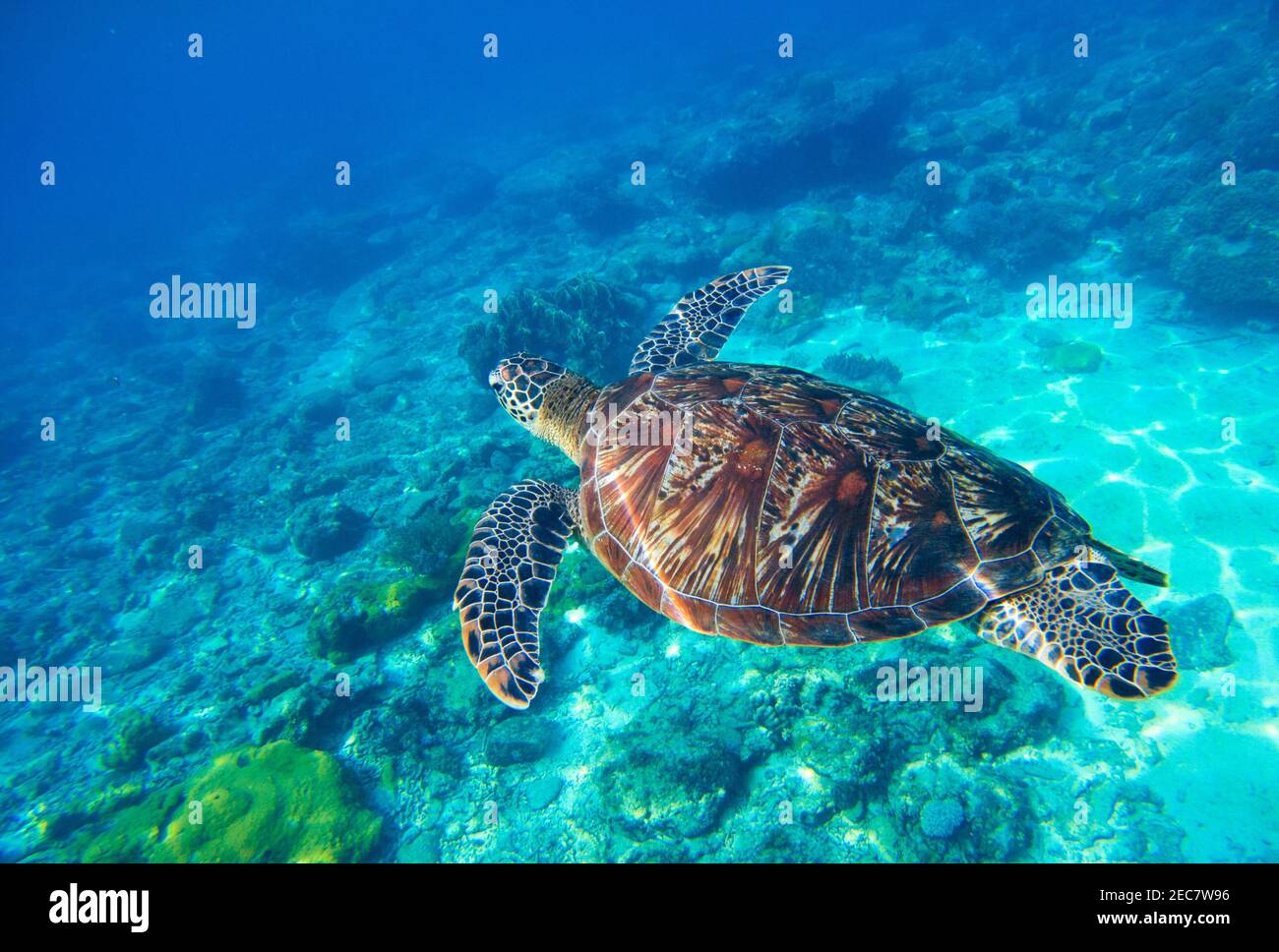 Sea Turtle In Water Wild Turtle Swimming Underwater In Blue Tropical