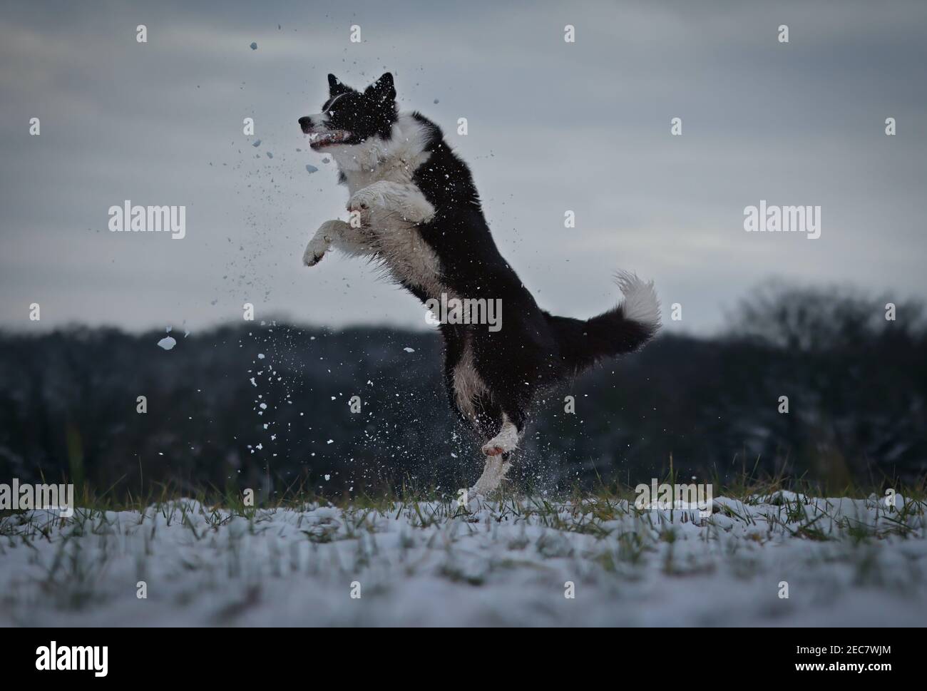 Jumping dog hi-res stock photography and images - Alamy