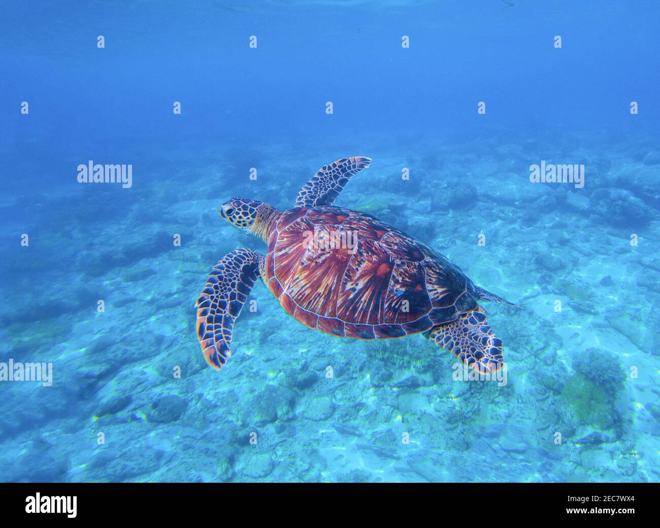 Green turtle in sea water with seabottom background. Underwater ...
