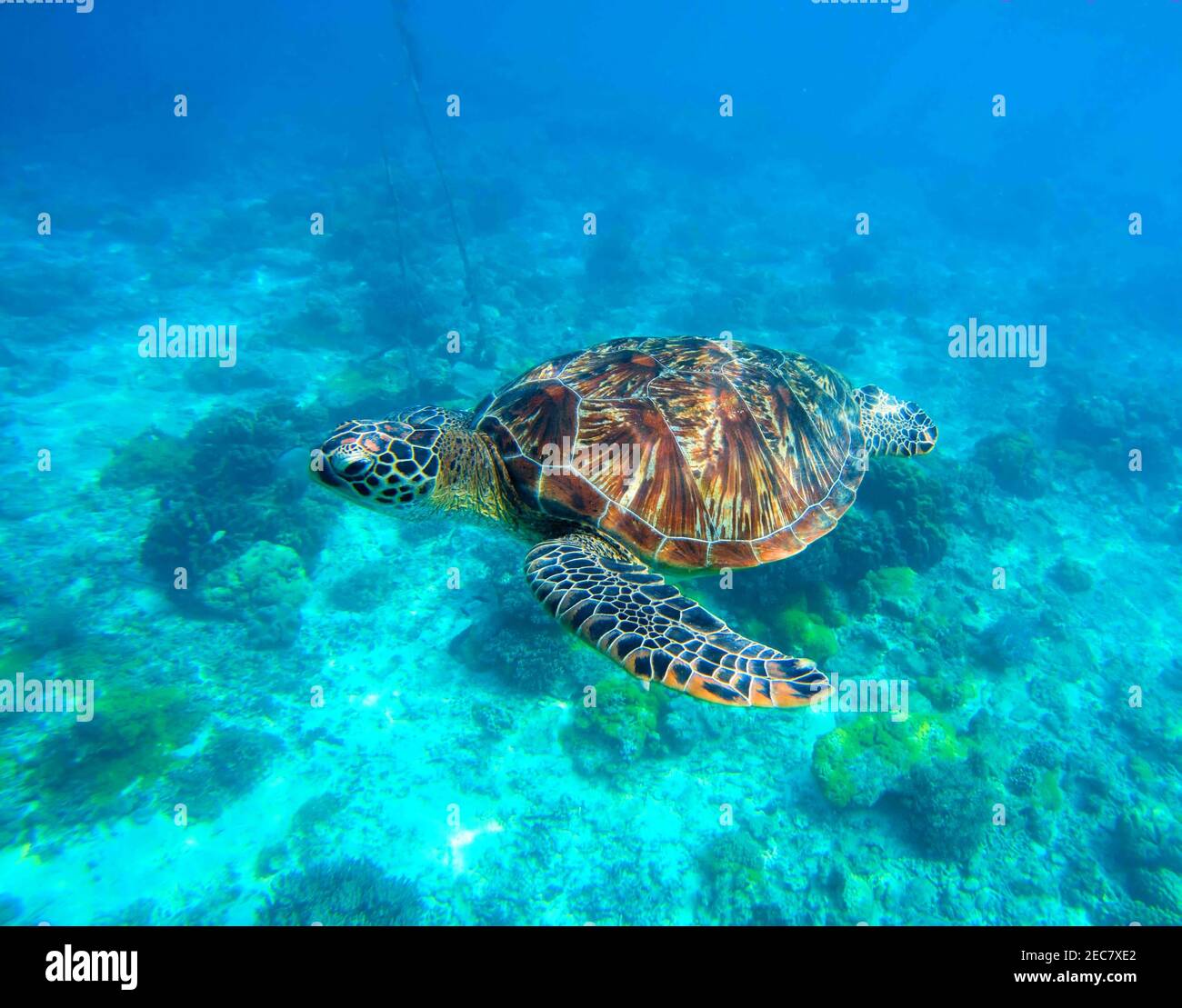 Sea turtle in water. Wild turtle swimming underwater in blue tropical ...