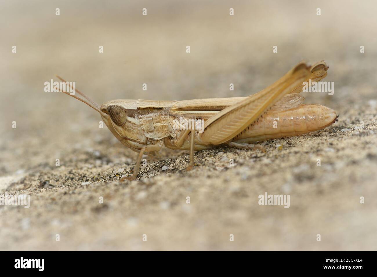 Closeup of a frenh grasshopper , Euchorthippus elegantulus from Gard on ...