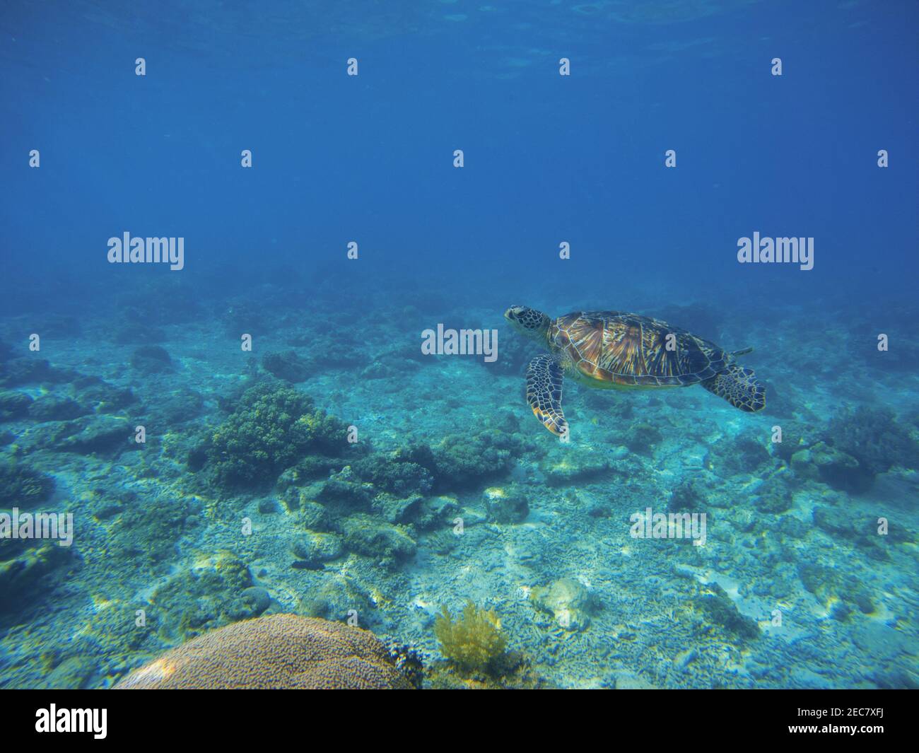 Sea turtle in turquoise blue water. Snorkeling or diving with tortoise ...