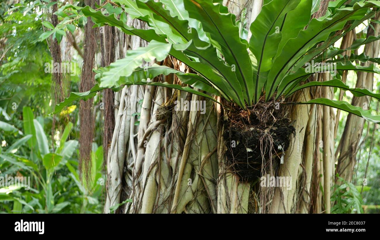 Fern birds nest on banyan. Bright fern birds nest with big green leaves ...