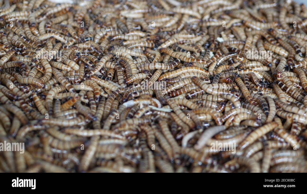 Many beetle larvae crawling in container. Small alive mealworms for ...