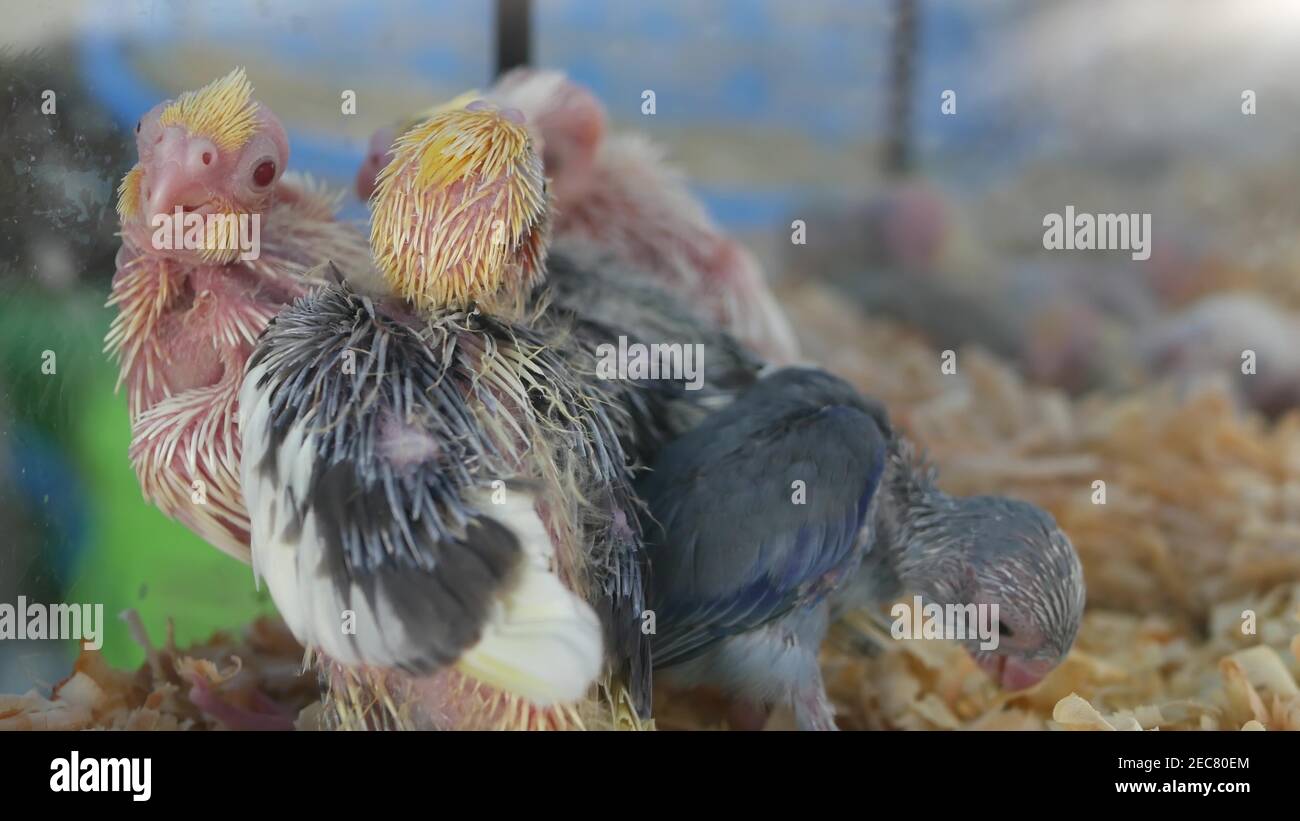 Parrot chicks in cages on pet market. From above birds being kept in ...