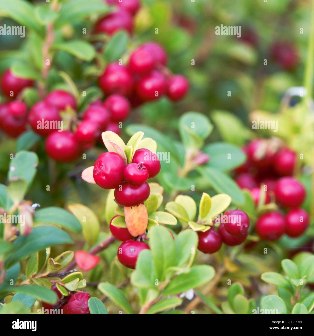 Swedish Berries High Resolution Stock Photography and Images - Alamy
