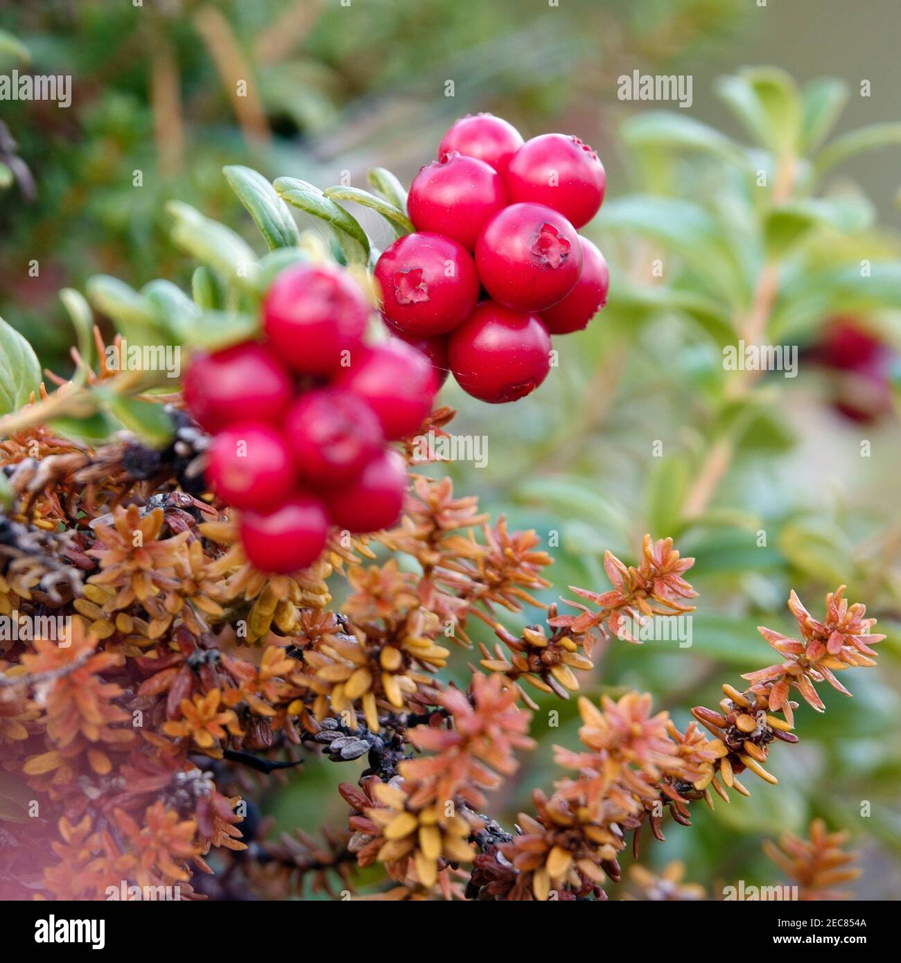 Swedish berries hi-res stock photography and images - Alamy