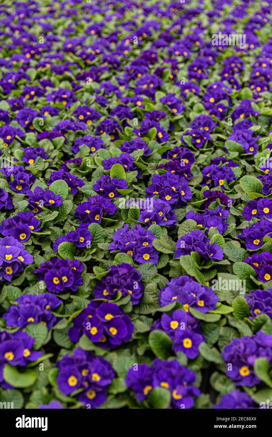 Violet Primrose Flower