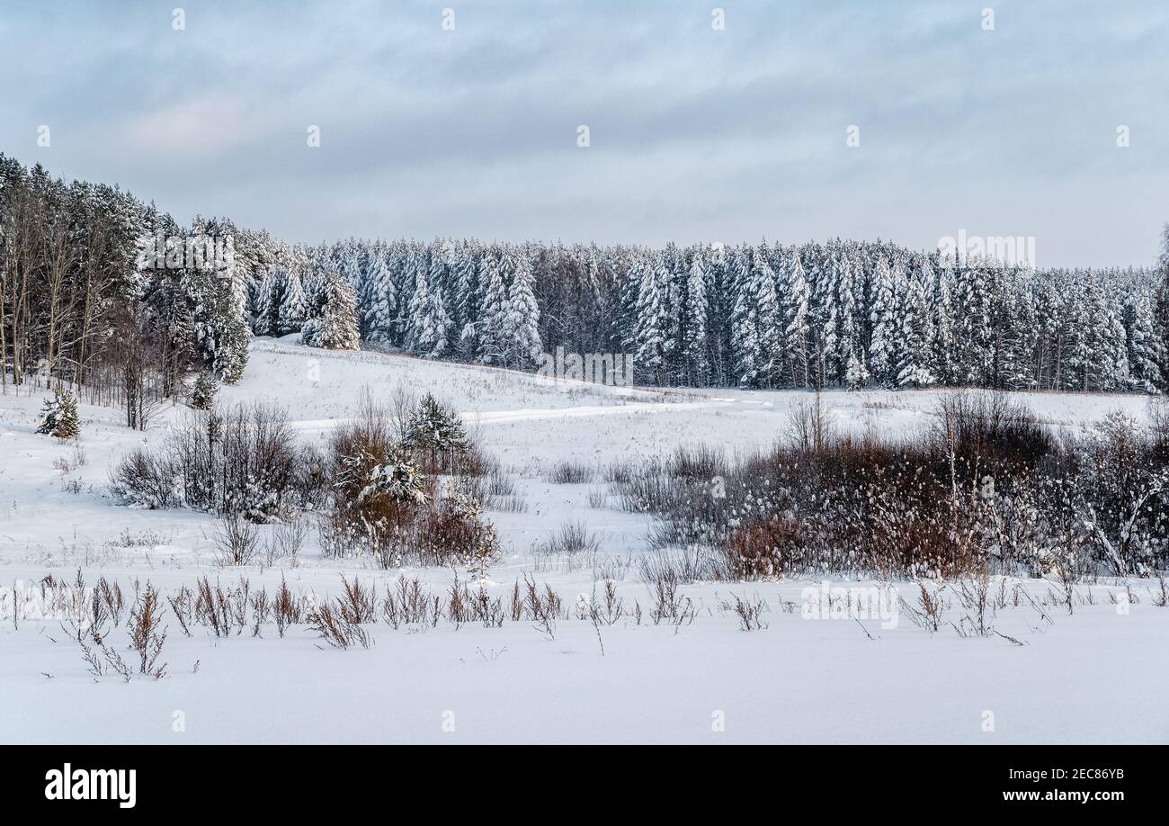 Winter north landscape, forest after snowfall, beautiful nature Stock ...