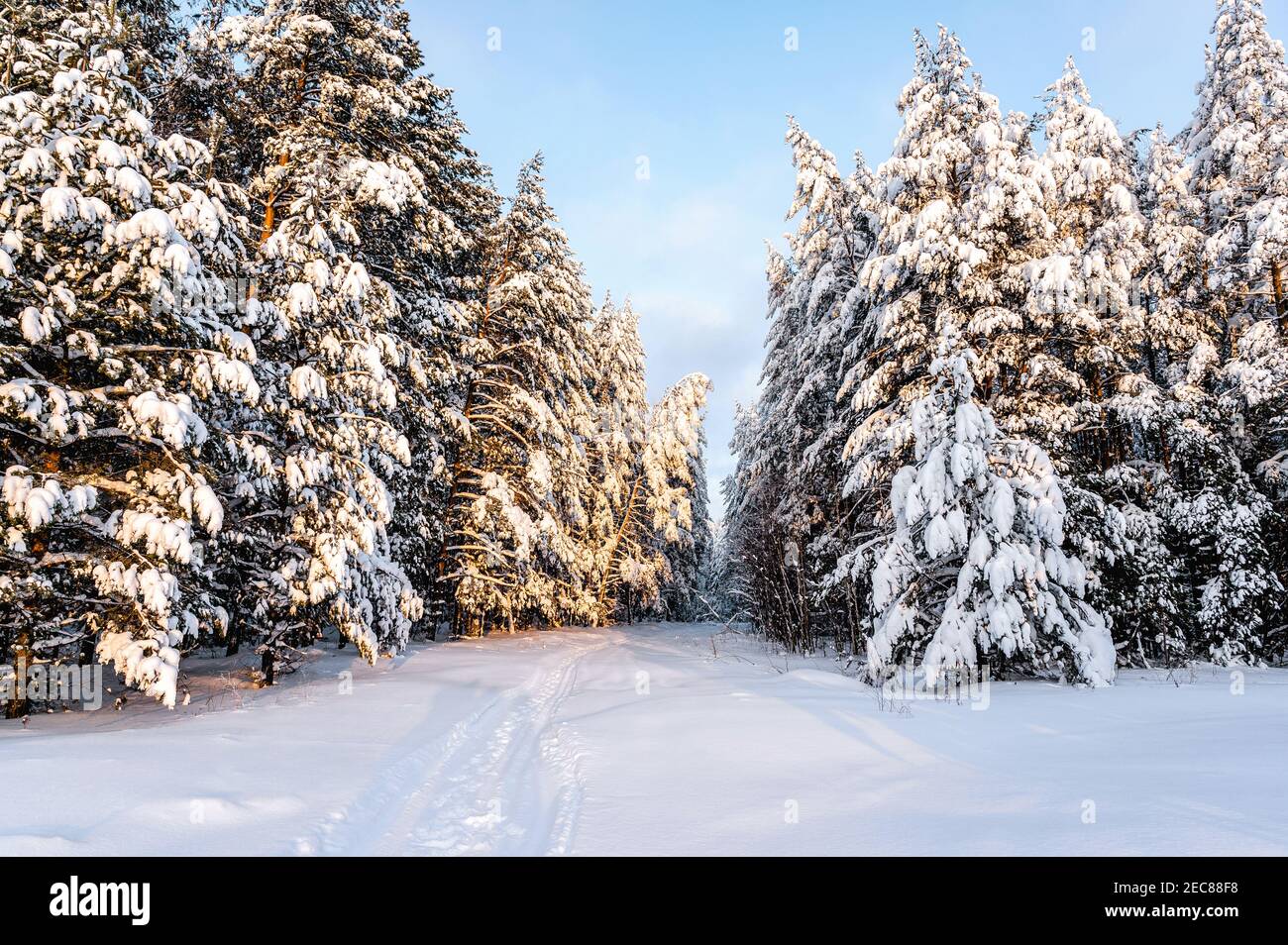 Snowy winter landscape, forest after snowfall, beautiful north nature ...