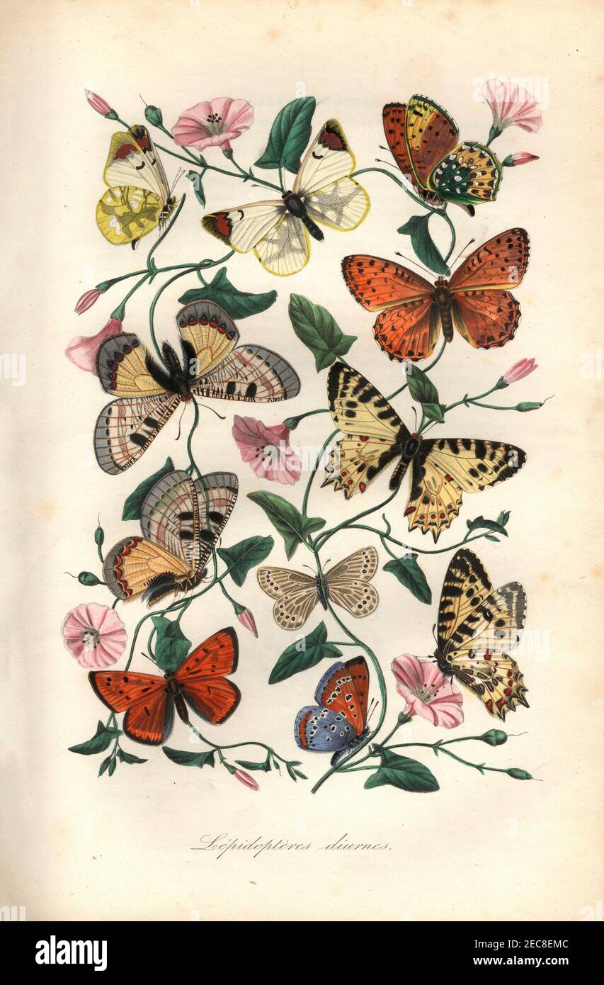 “Le jardin des plantes”, deuxieme partie, L. Curmer, editeur, Paris ...