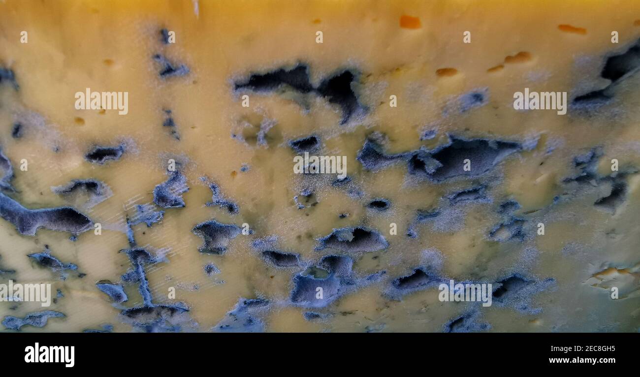Closeup of moldy cheese texture Stock Photo - Alamy