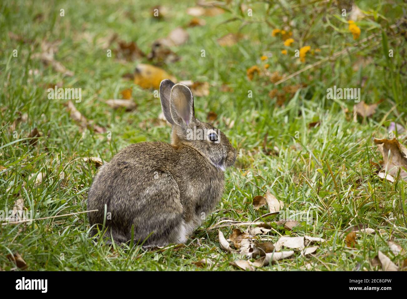 The Eastern Cottontail is the most common rabbit in the eastern and ...