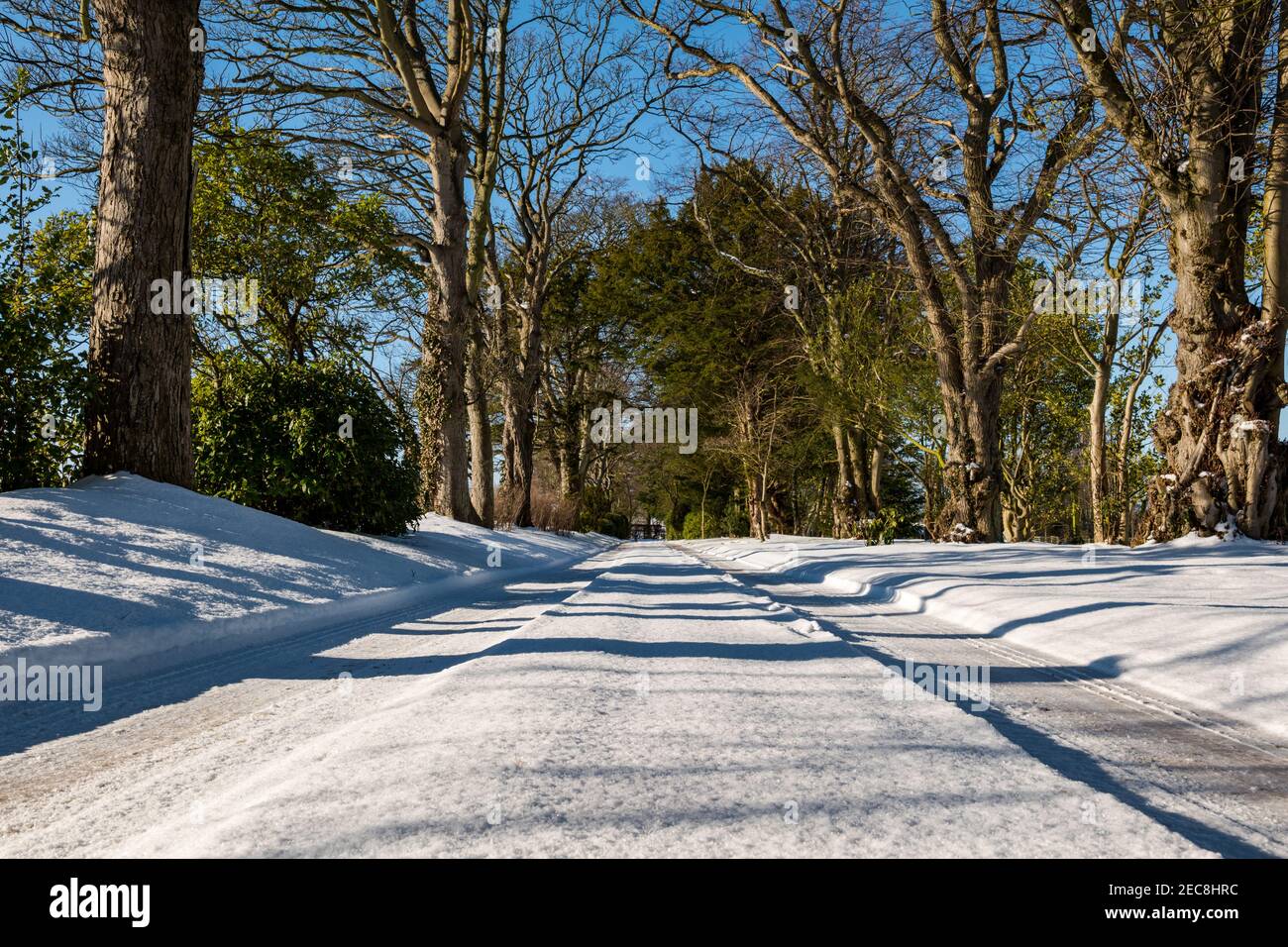 Tree-lined straight country lane with tyre tracks in snow on sunny day ...