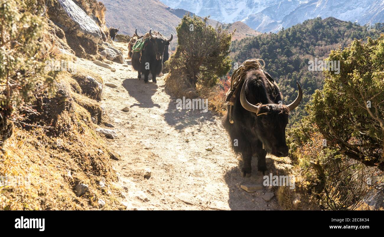 yak in the mountains, yak on the edge of the mountain, yaks on the ...