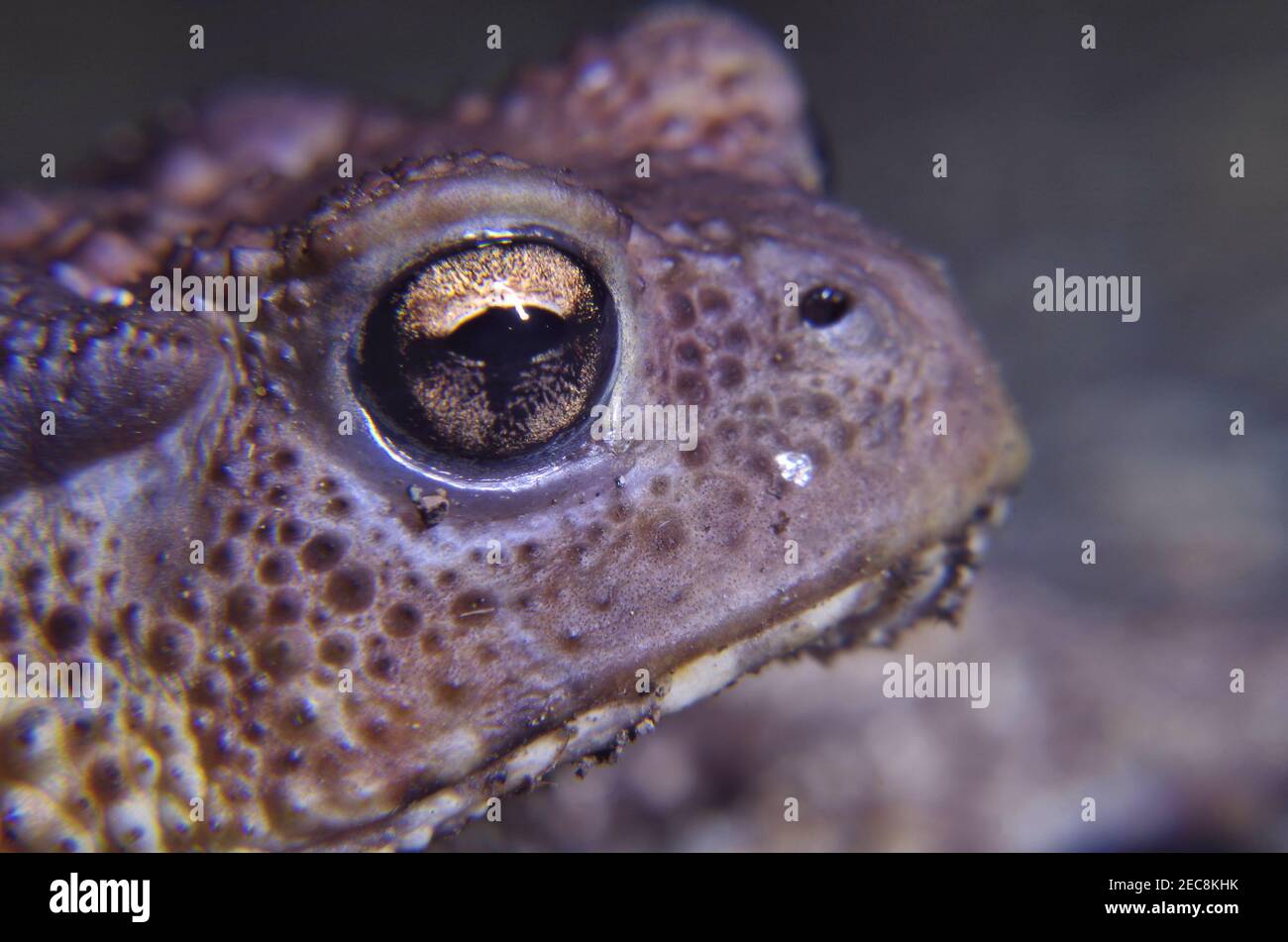 Grey toad hi-res stock photography and images - Alamy