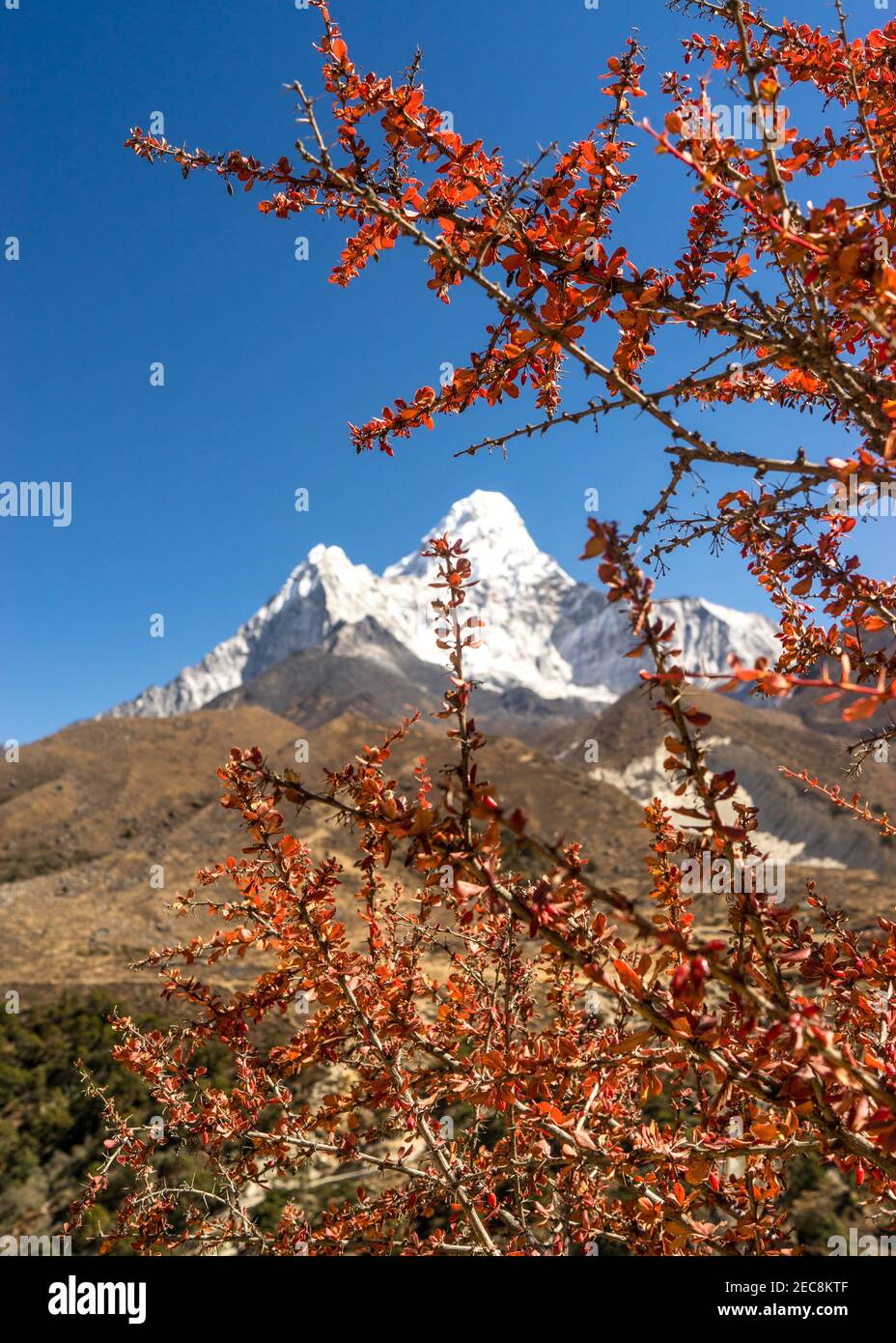 Nepal tree leaves autumn hi-res stock photography and images - Alamy