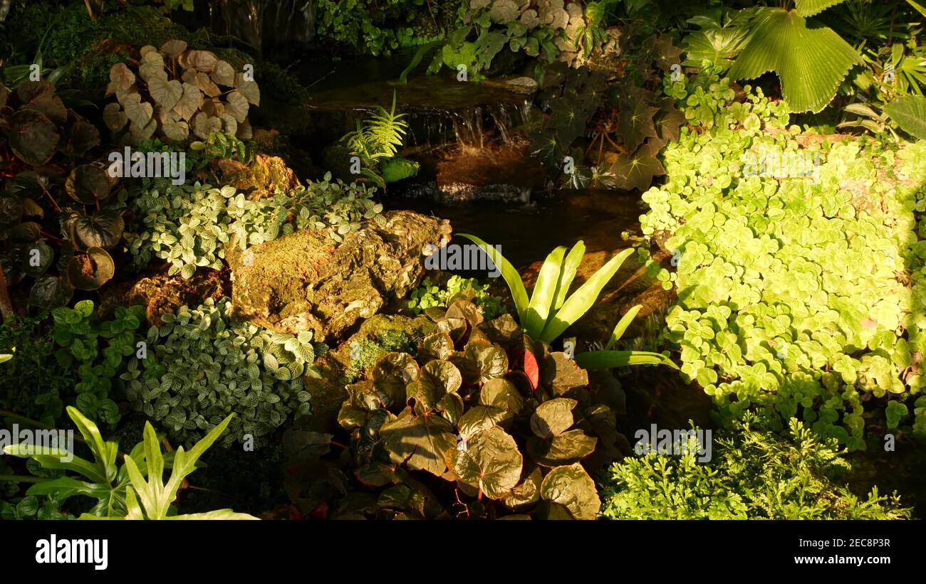 Tropical plants and cascade in beautiful garden. Various green tropical ...