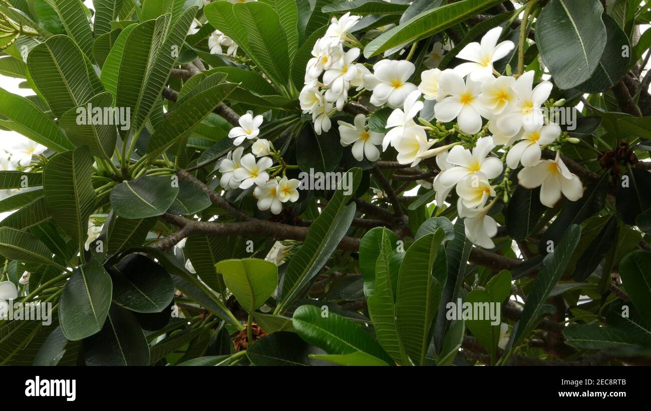 Many exotic white flowers. Blooming Frangipani Plumeria Leelawadee set ...